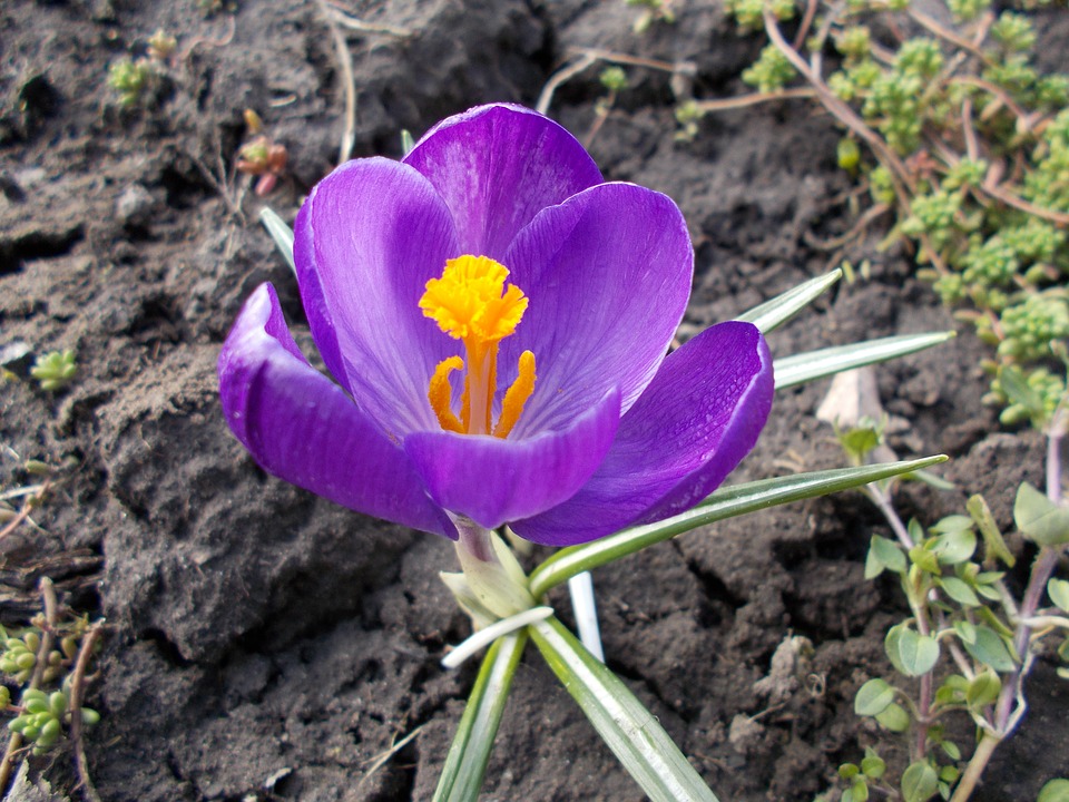 Šafrán Heuffelův - Crocus heuffelianus - Biolekar.cz