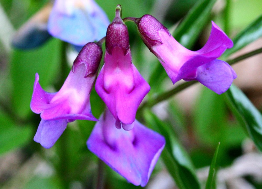 Hrachor jarní (lecha jarní) - Lathyrus vernus - Biolekar.cz