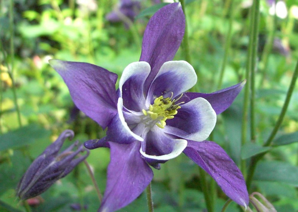 Orlíček obecný - Aquilegia vulgaris - Biolekar.cz