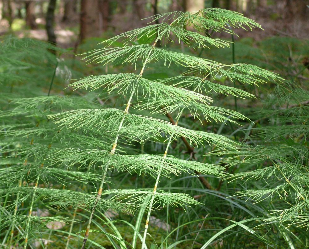 Přeslička lesní - Equisetum silvaticum - Biolekar.cz