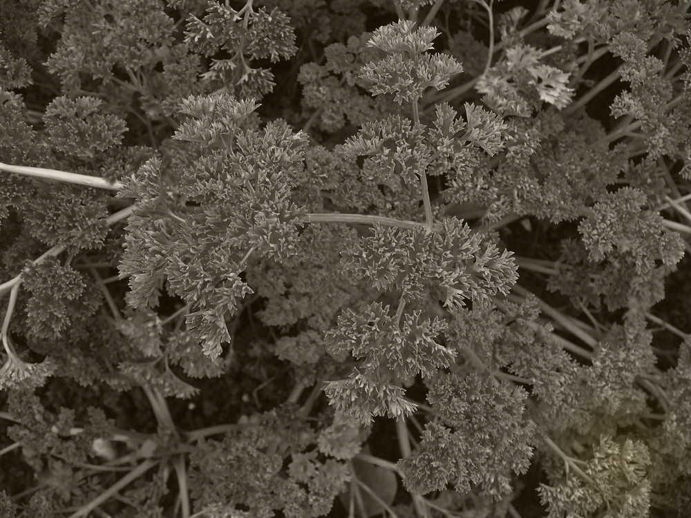 Jak se pěstovalo před 100 lety: Petržel - Biolekar.cz