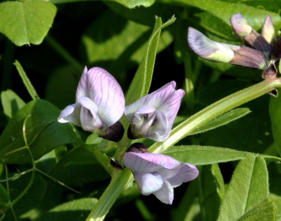 Vikev plotní - Biolekar.cz