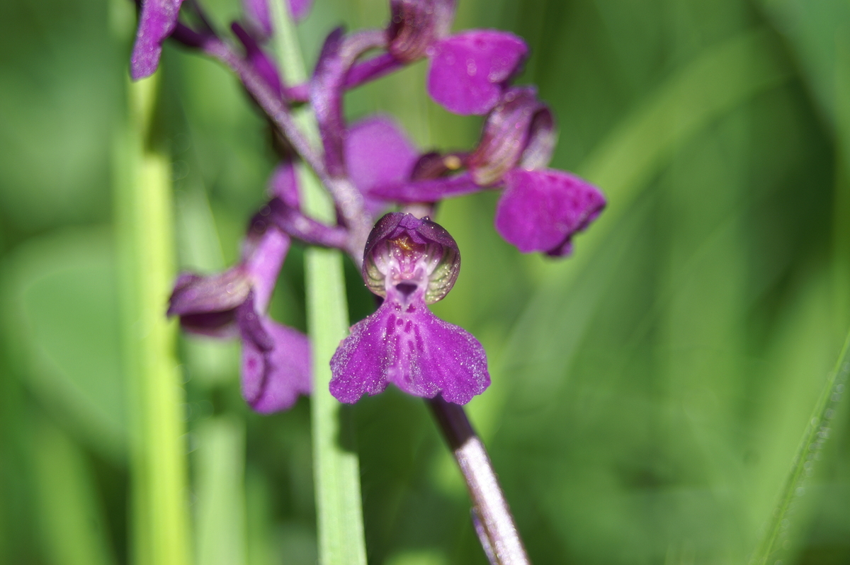 Vstavač obecný - Orchis mario - Biolekar.cz