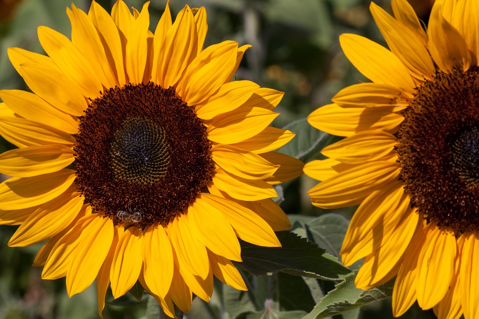 Slunečnice roční - Helianthus annuus L. - Biolekar.cz