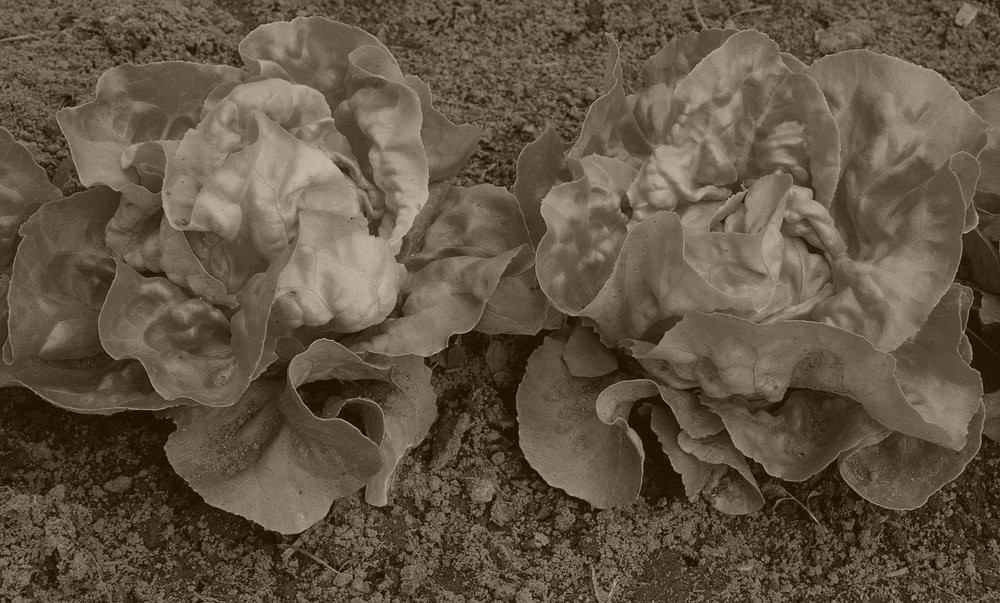 Jak se pěstovalo před 100 lety: Salát hlávkový či locika - Biolekar.cz