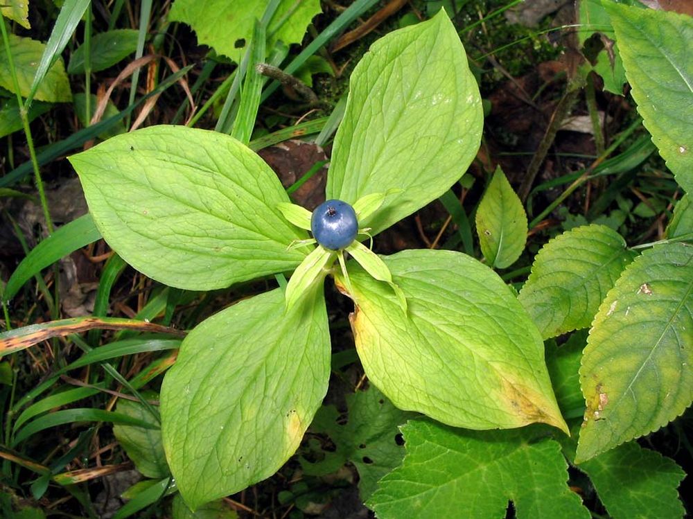 Vraní oko čtyřlisté - Paris quadrifolia - Biolekar.cz