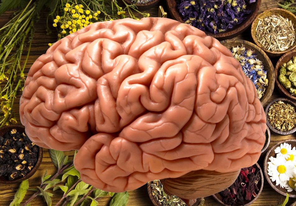 9 bylin, které nakopnou mozek a zlepší paměť - Biolekar.cz