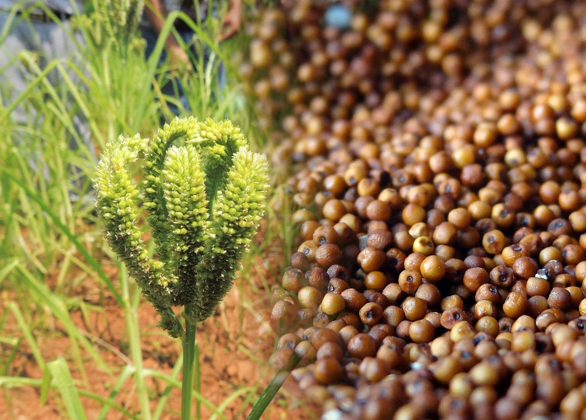 Ragi, objevte výhody jedné z nejdůležitějších afrických plodin ...