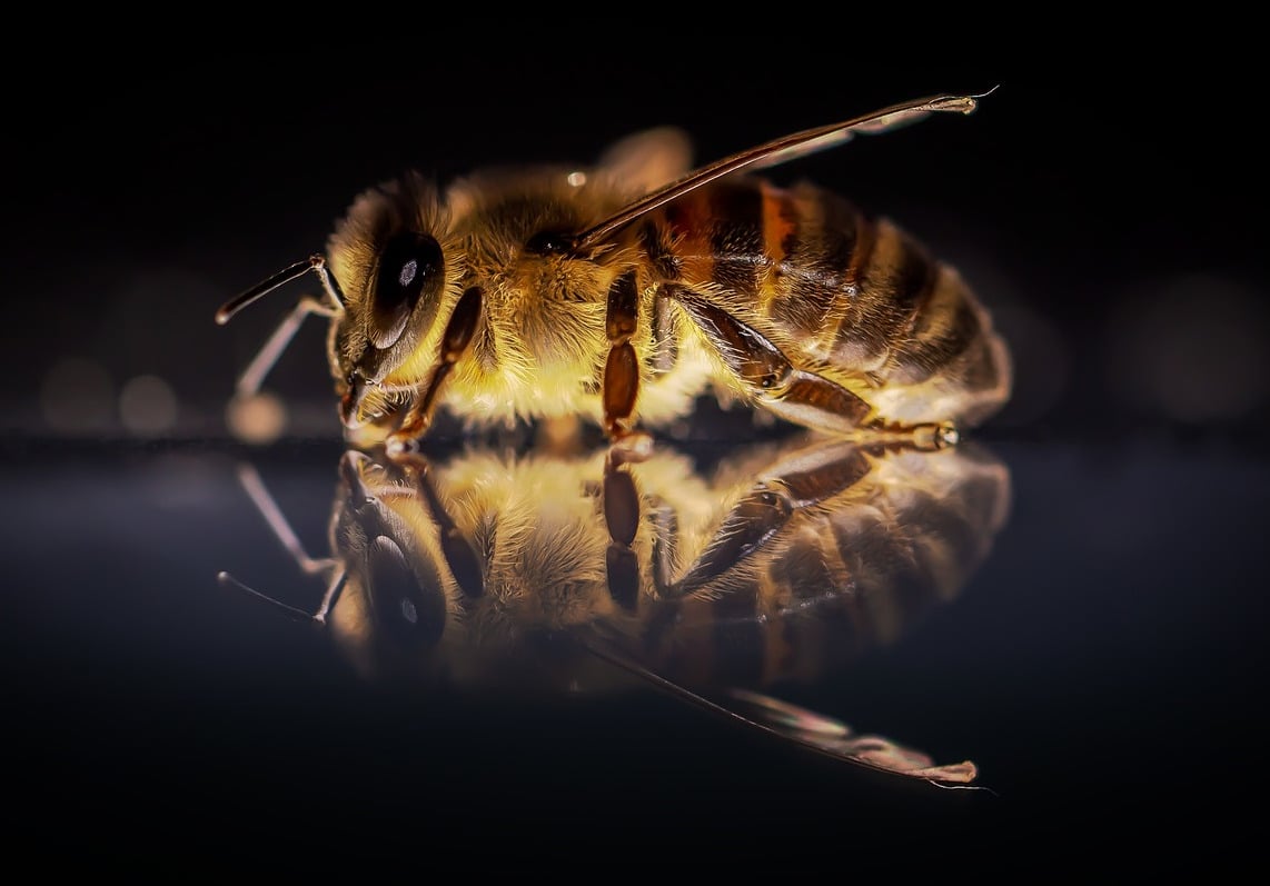 Počet včel prudce klesá, je nejvyšší čas je chránit - Biolekar.cz